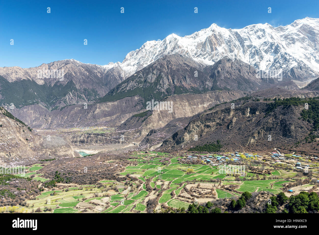A field in the Linzhi valley of Tibet Stock Photo - Alamy