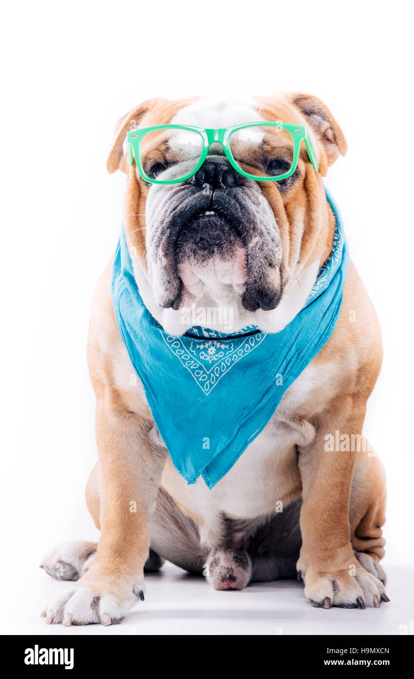 Are English Bulldogs Considered Smart Dogs