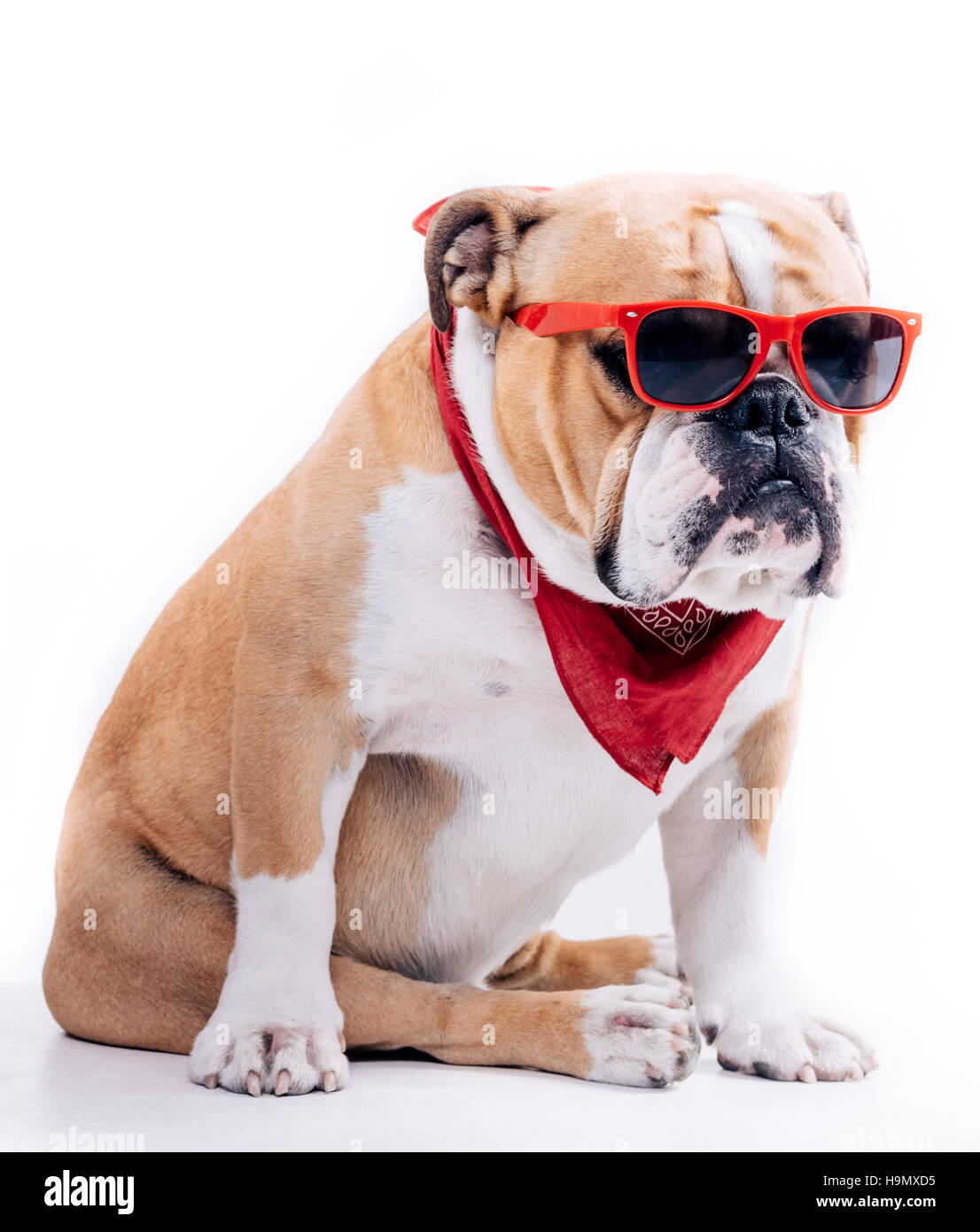 How Are English Bulldogs Smart