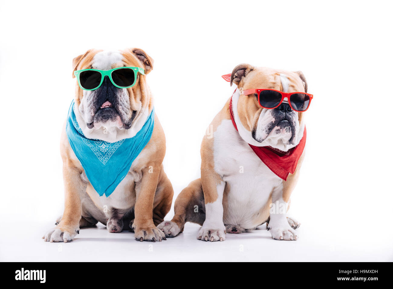 Cool looking English bulldogs posing on white background Stock Photo ...