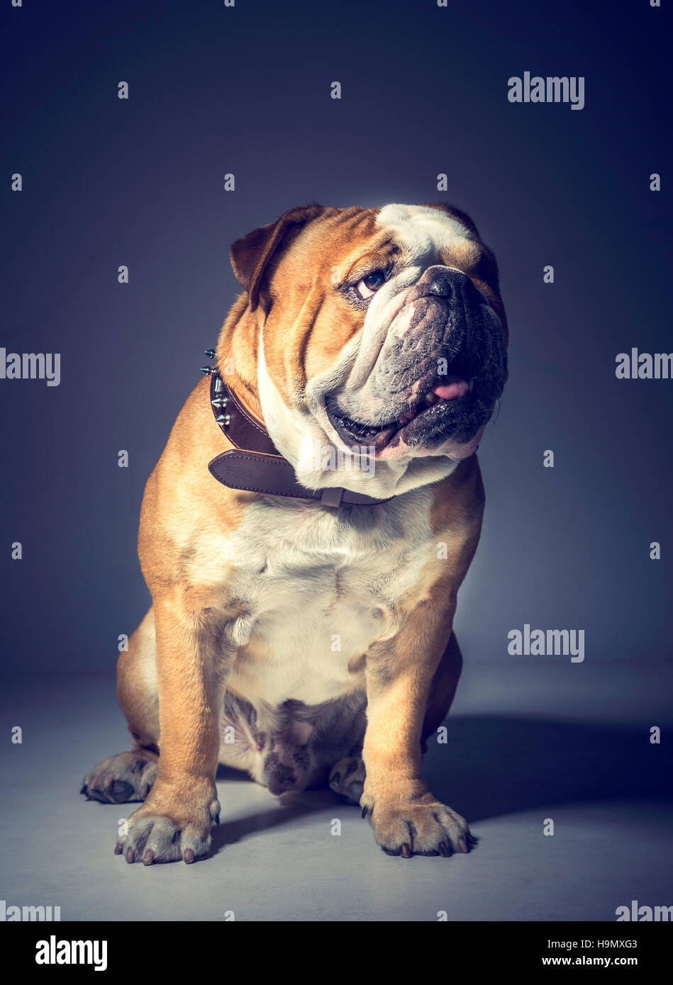 Portrait of cute English bulldog breed,selective focus Stock Photo - Alamy