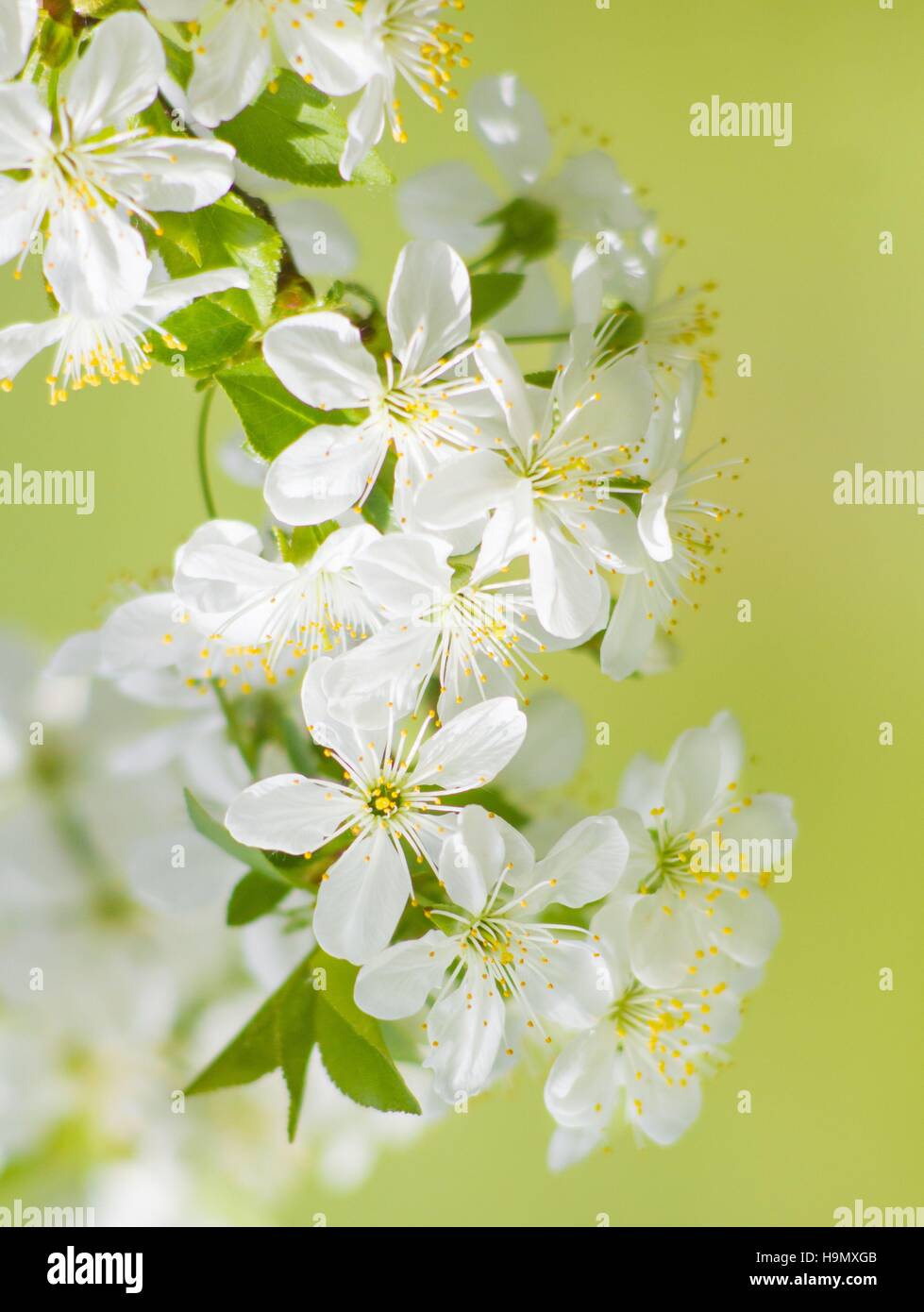 Wild cherry white spring flower blossom Stock Photo - Alamy