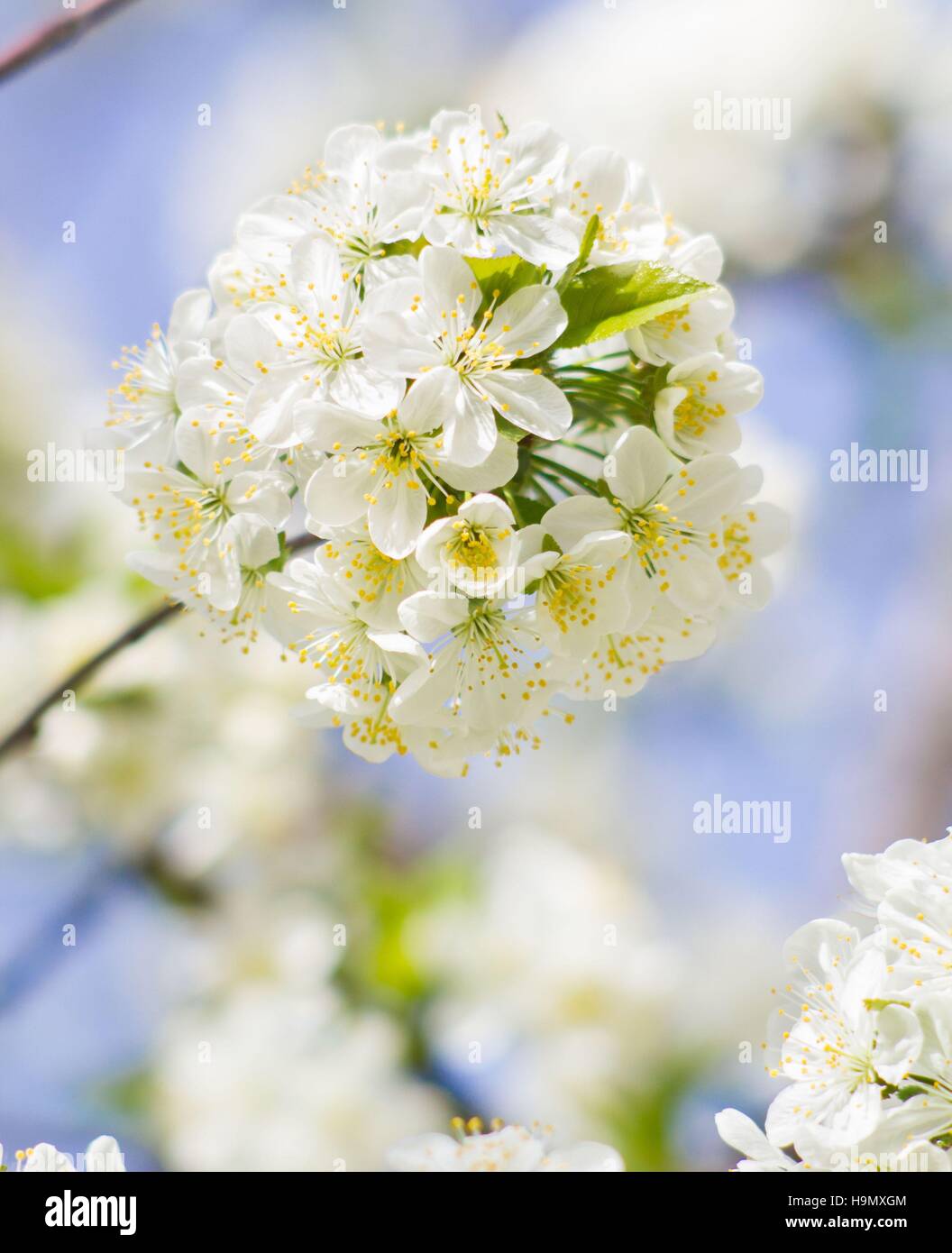Wild cherry white spring flower blossom Stock Photo - Alamy