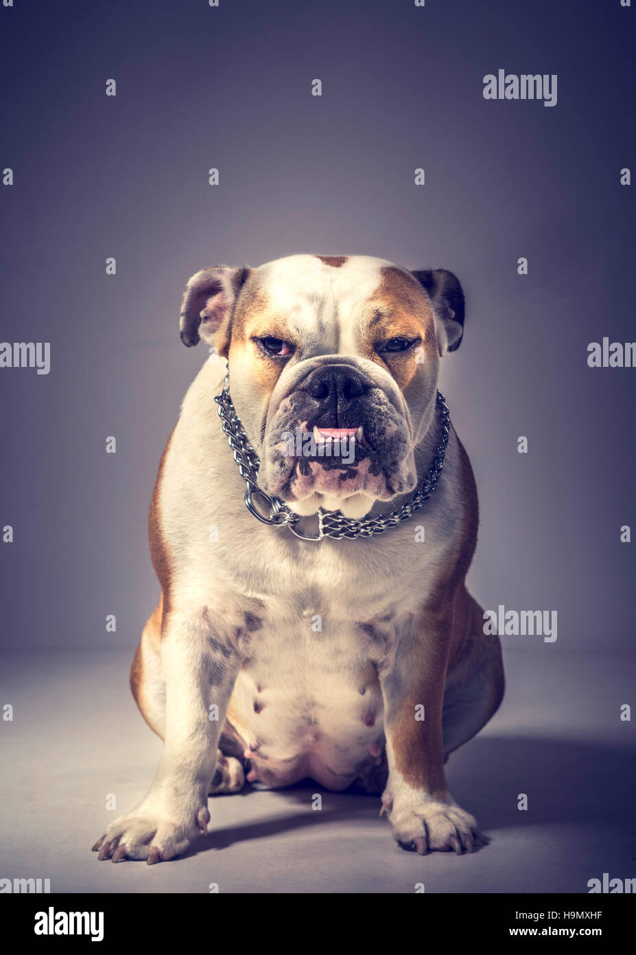 Growling Bulldog