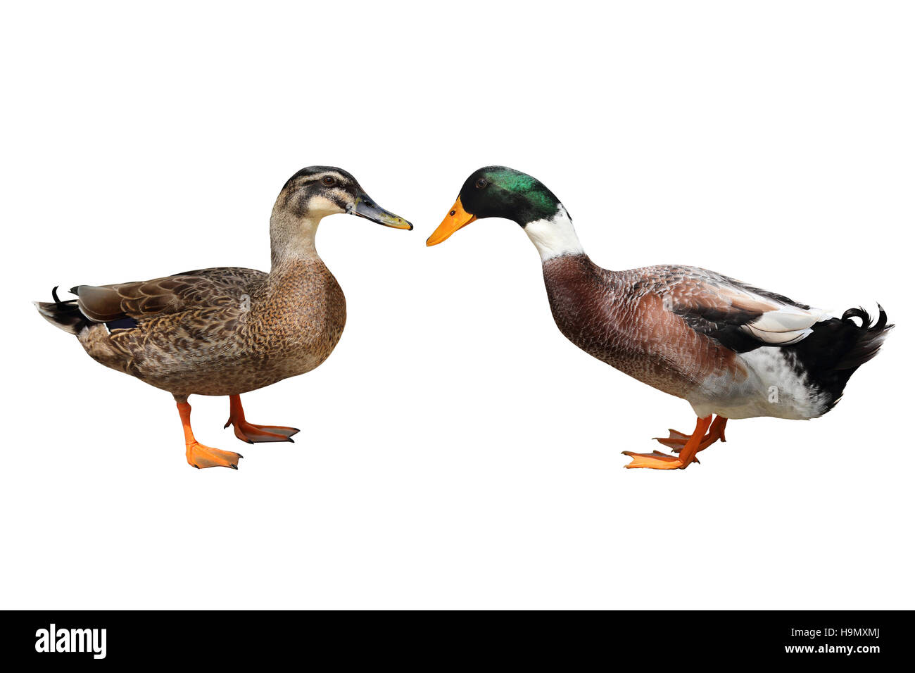 Two cute wild duck Cut Out Stock Images & Pictures - Alamy