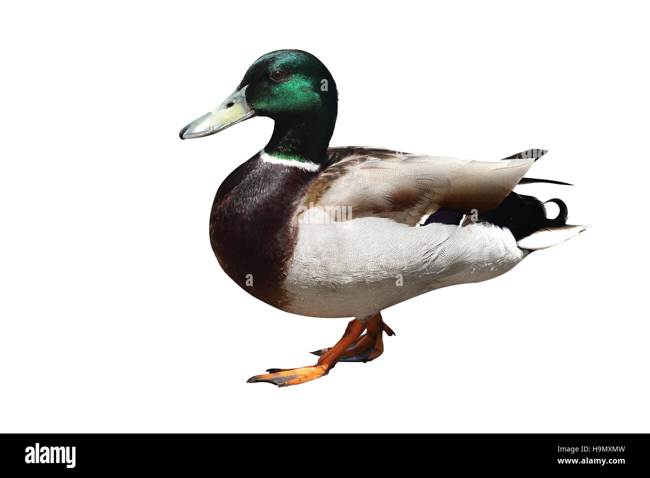 Mallard type hi-res stock photography and images - Alamy