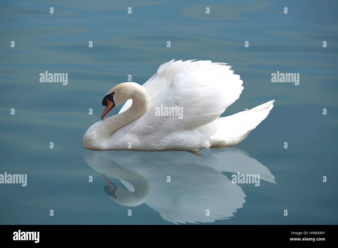 White swan on rippled lake hi-res stock photography and images - Alamy