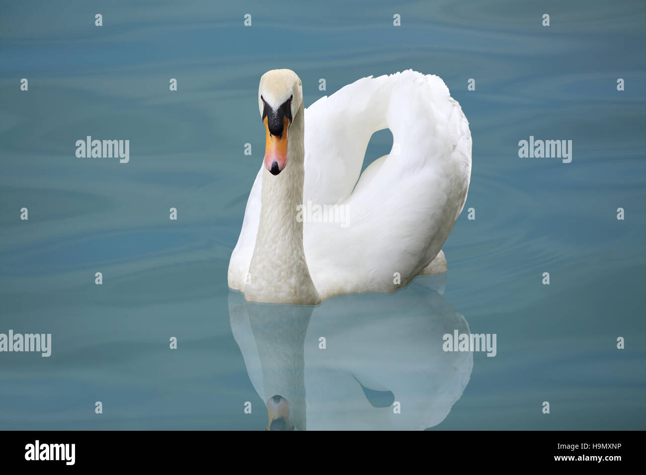 White swan on rippled lake hi-res stock photography and images - Alamy