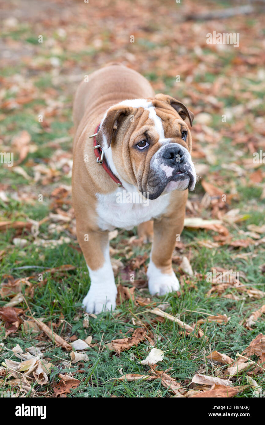 English bulldog pup in the park,Autumn ambient,selective focus Stock ...