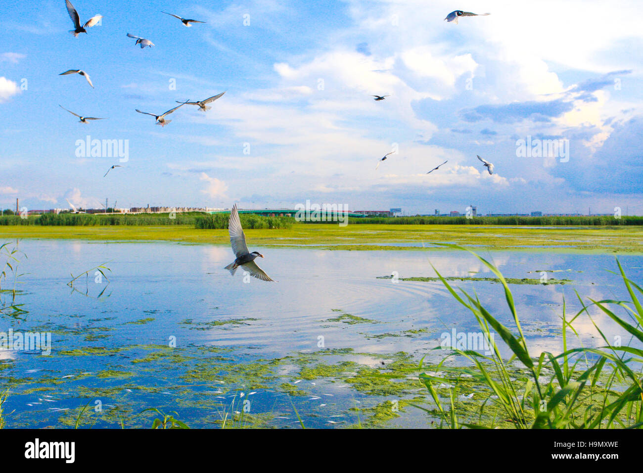 Wetland reserve daqing city hi-res stock photography and images - Alamy