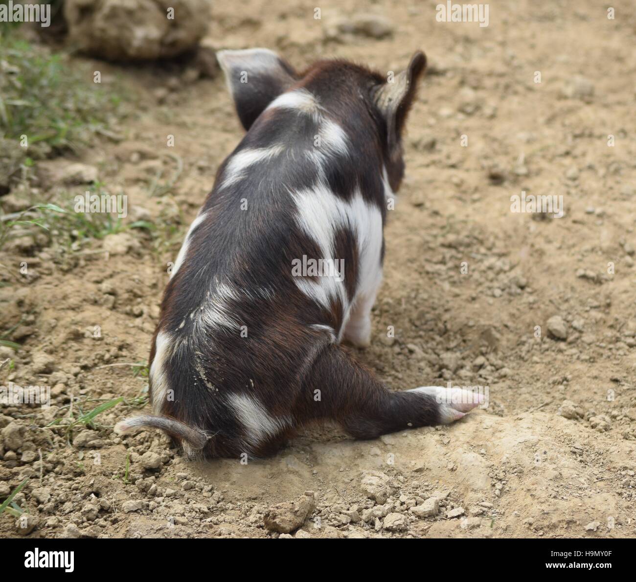 Cute Kune kune piglet sitting and thinking Stock Photo - Alamy