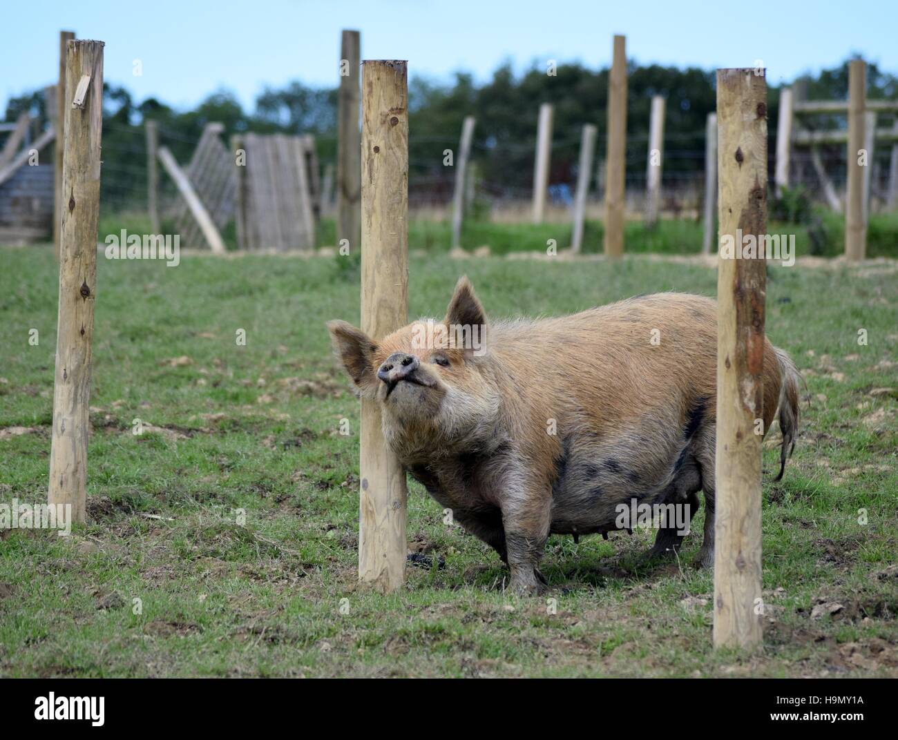 Scrat hi-res stock photography and images - Alamy