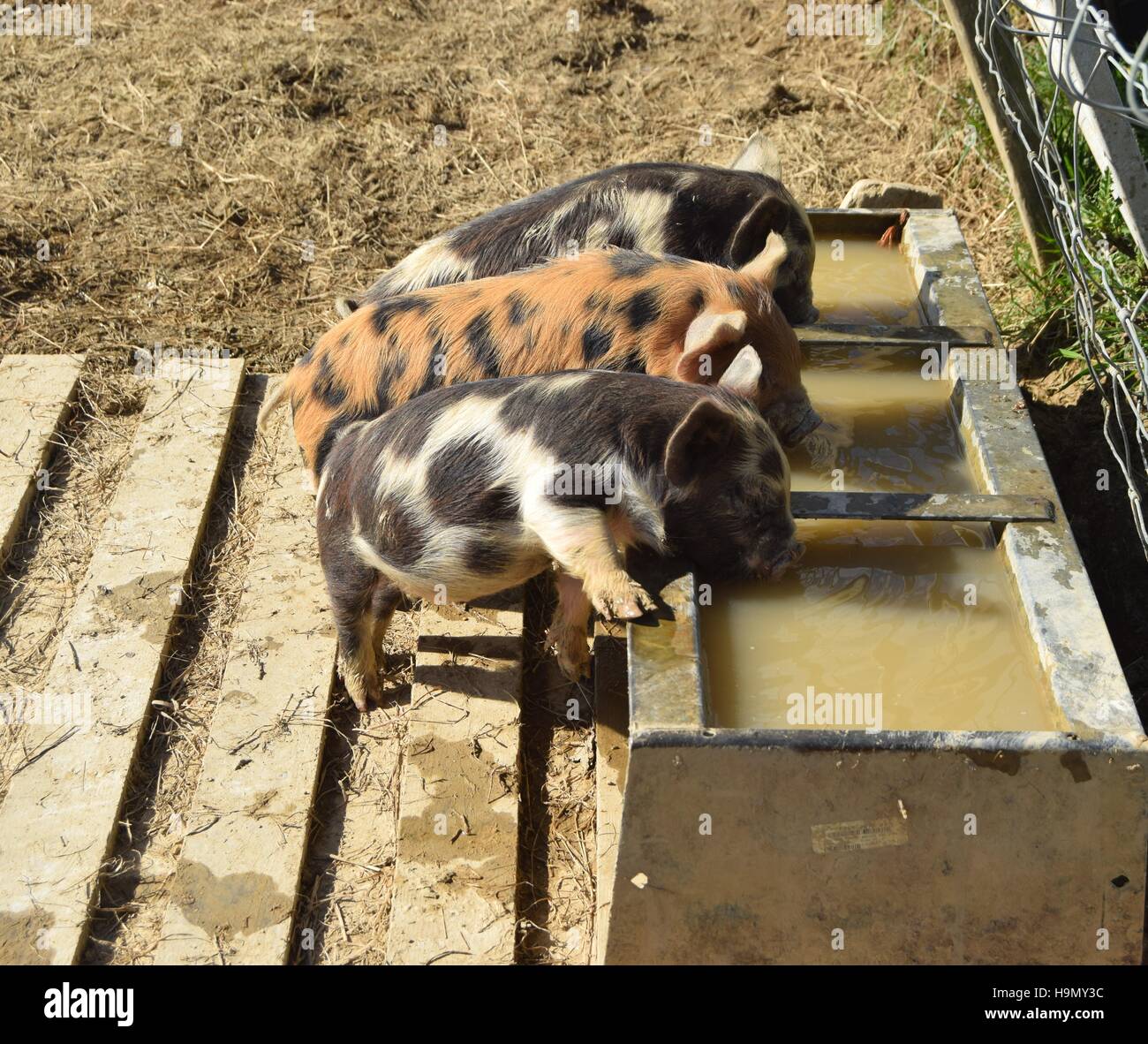 Kune kune piglets taking a drink on a very hot day Stock Photo - Alamy