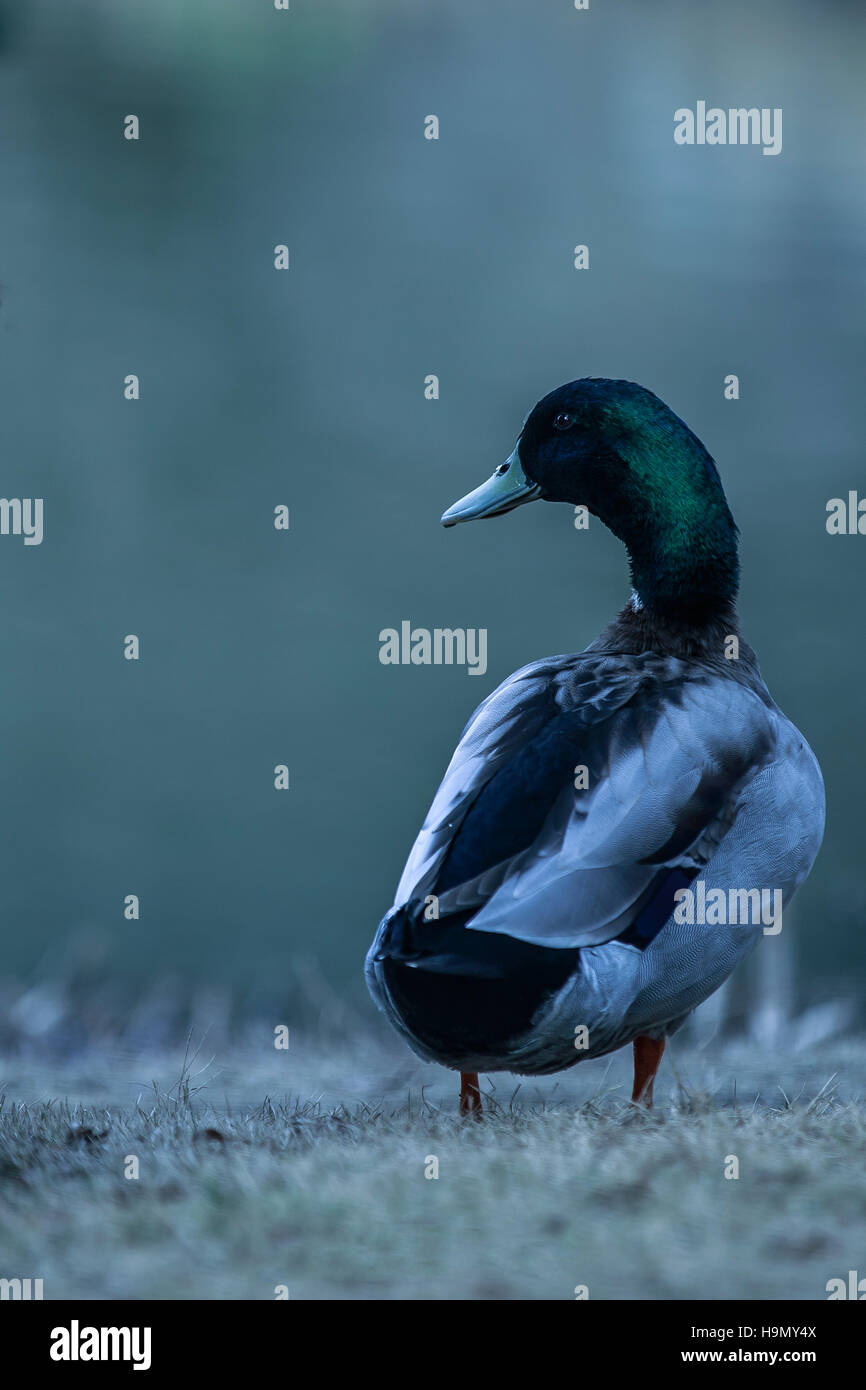 Mallard type hi-res stock photography and images - Alamy