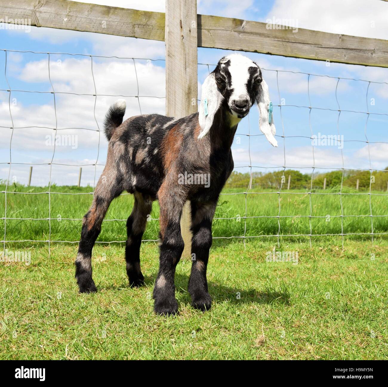 Male Anglo Nubian goat kid on our Sussex farm Stock Photo - Alamy