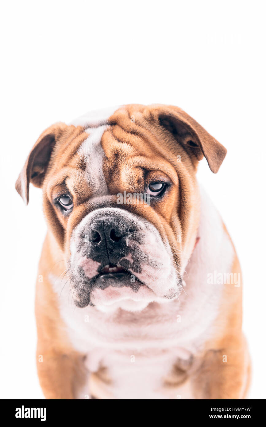 Portrait of English bulldog pup on white background Stock Photo - Alamy