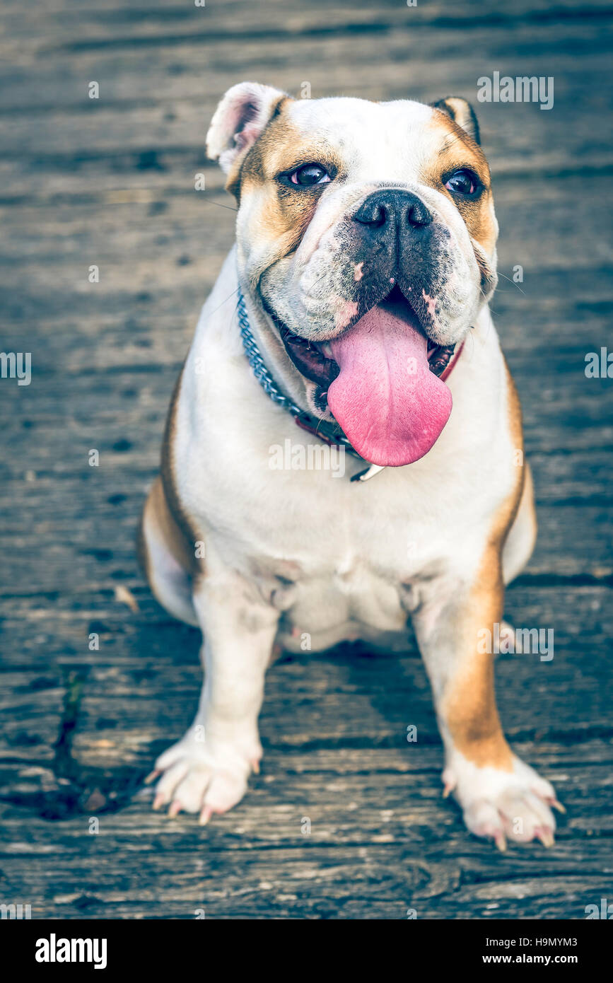 Portrait of cute female English bulldog,selective focus Stock Photo - Alamy