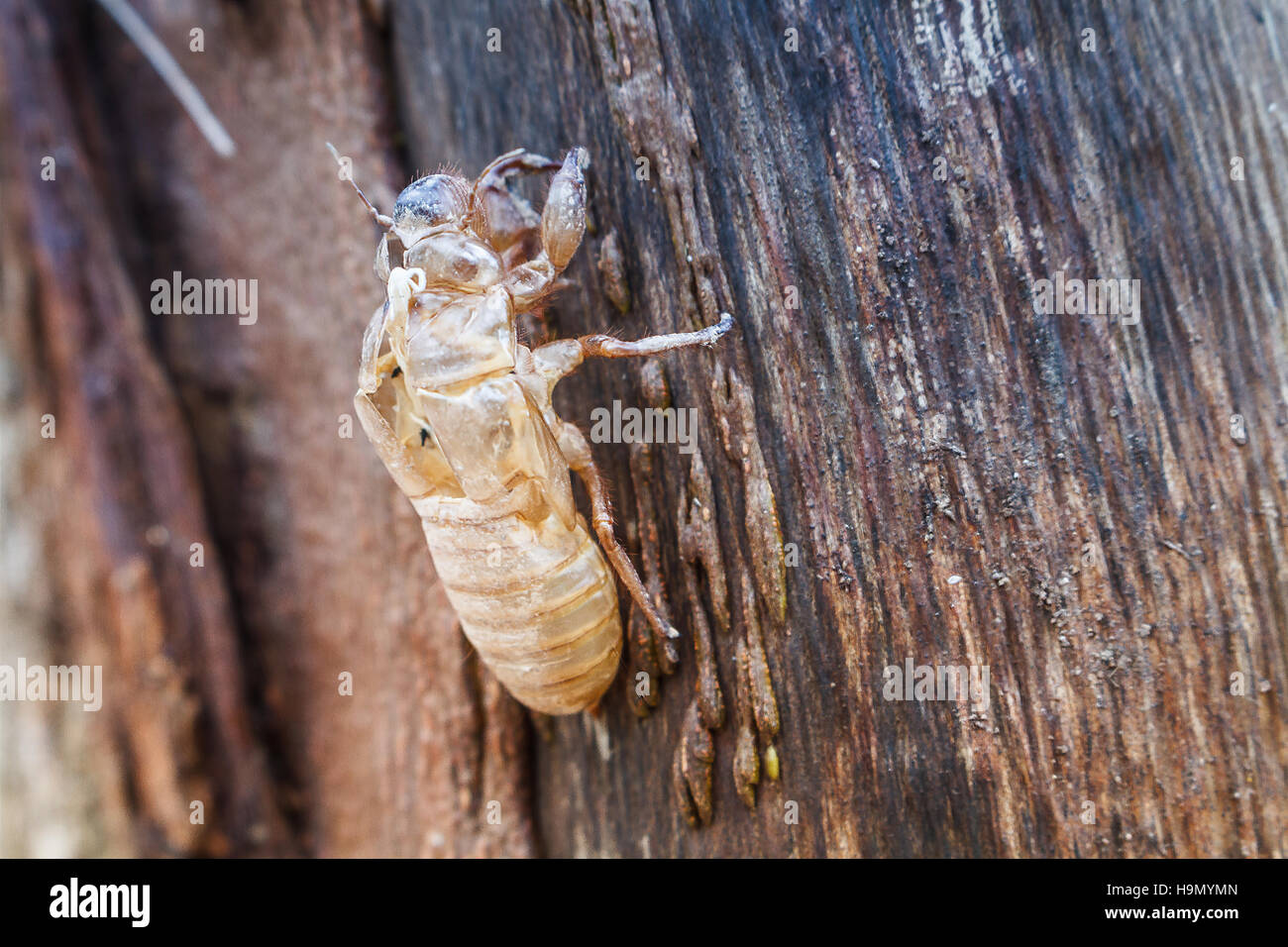 Cicada Shell On Tree Stock Photo - Alamy