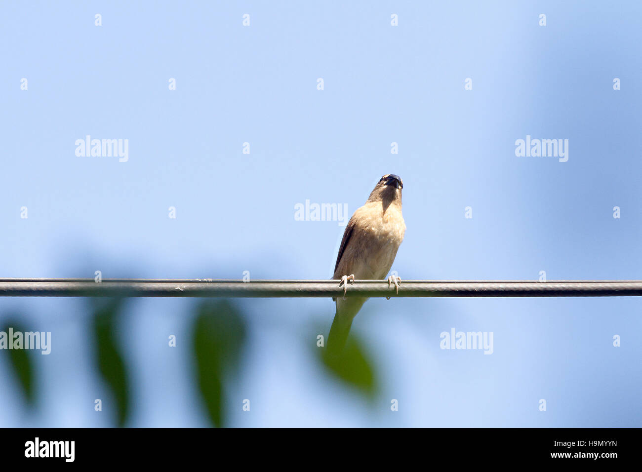 Ricebird Is Resting Stock Photo - Alamy