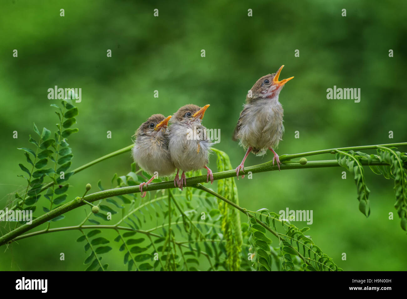 Baby bird on a tree branch Stock Photo - Alamy