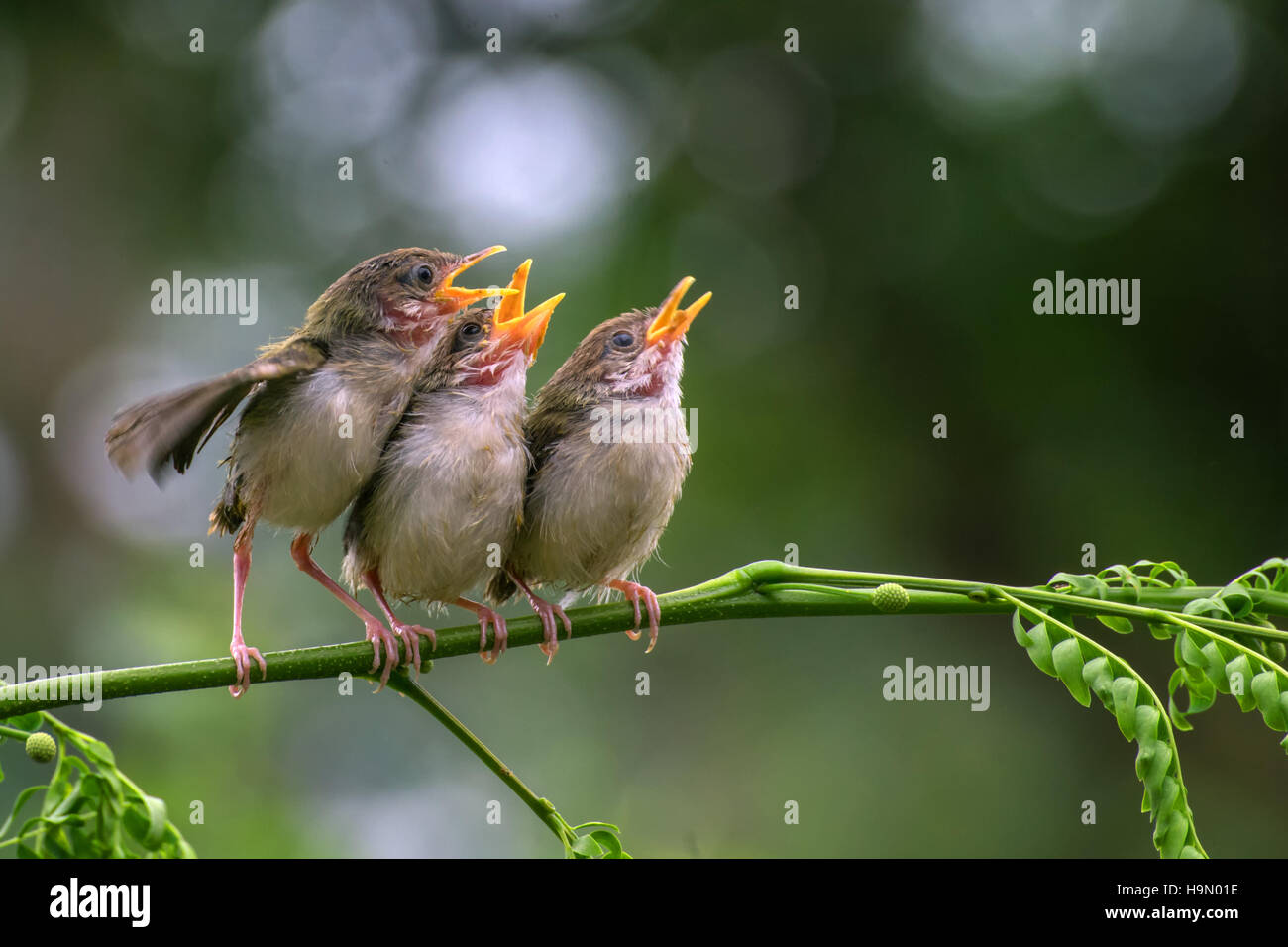 Baby bird on a tree branch Stock Photo - Alamy