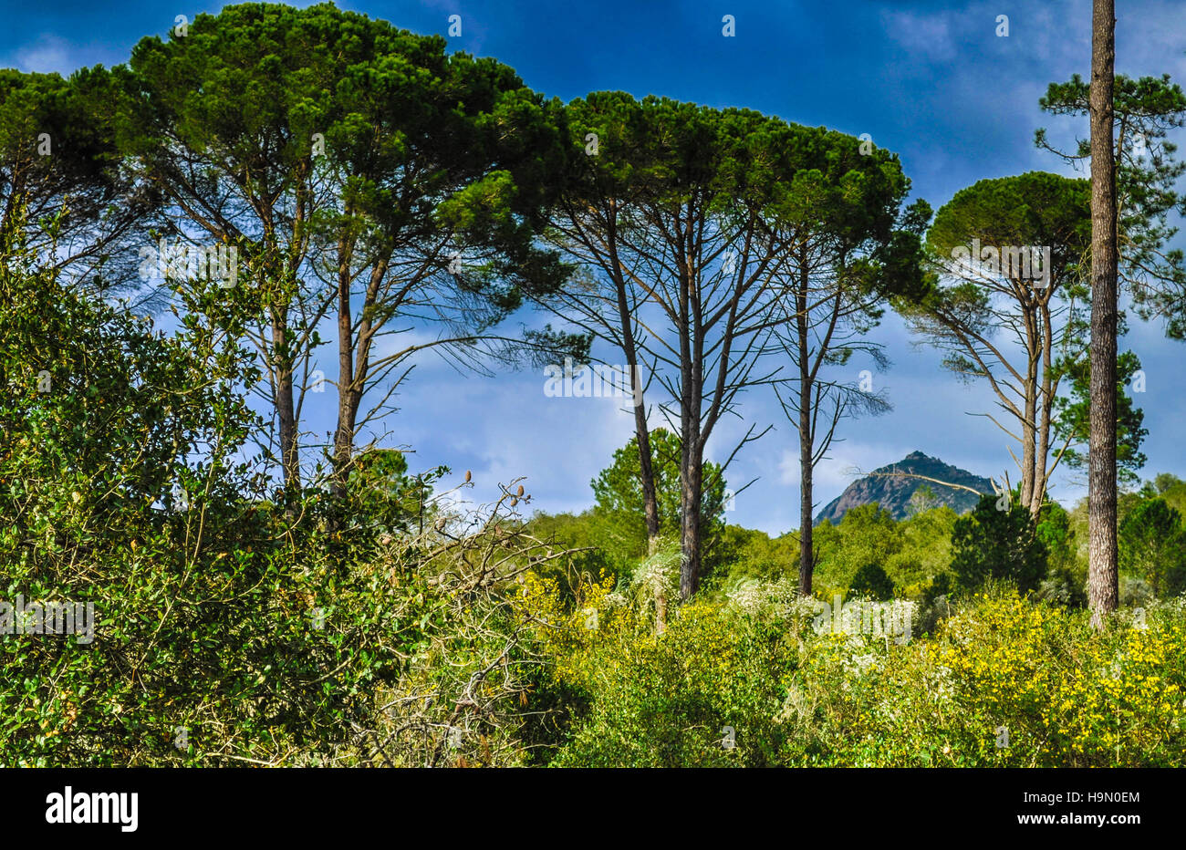 trees from Tonga, el Kala, Algeria ,North of Africa Stock Photo - Alamy