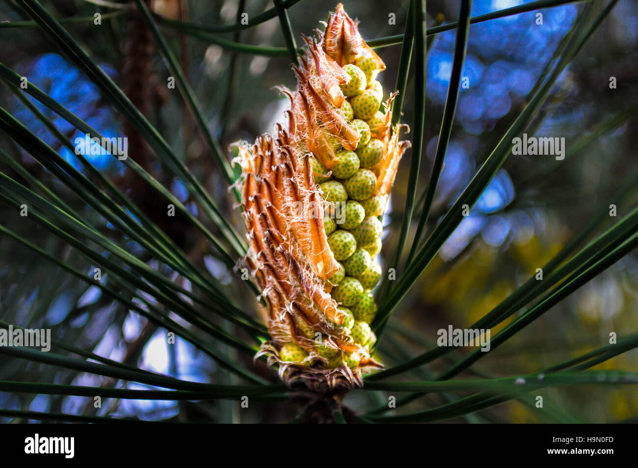 The oak tree from Algeria ,north of Africa Stock Photo - Alamy