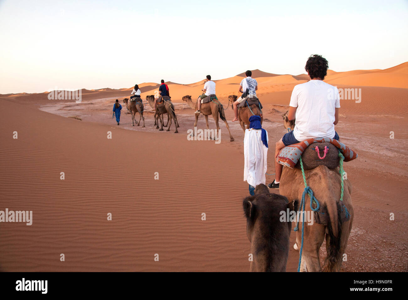 Sahara desert camel hi-res stock photography and images - Alamy