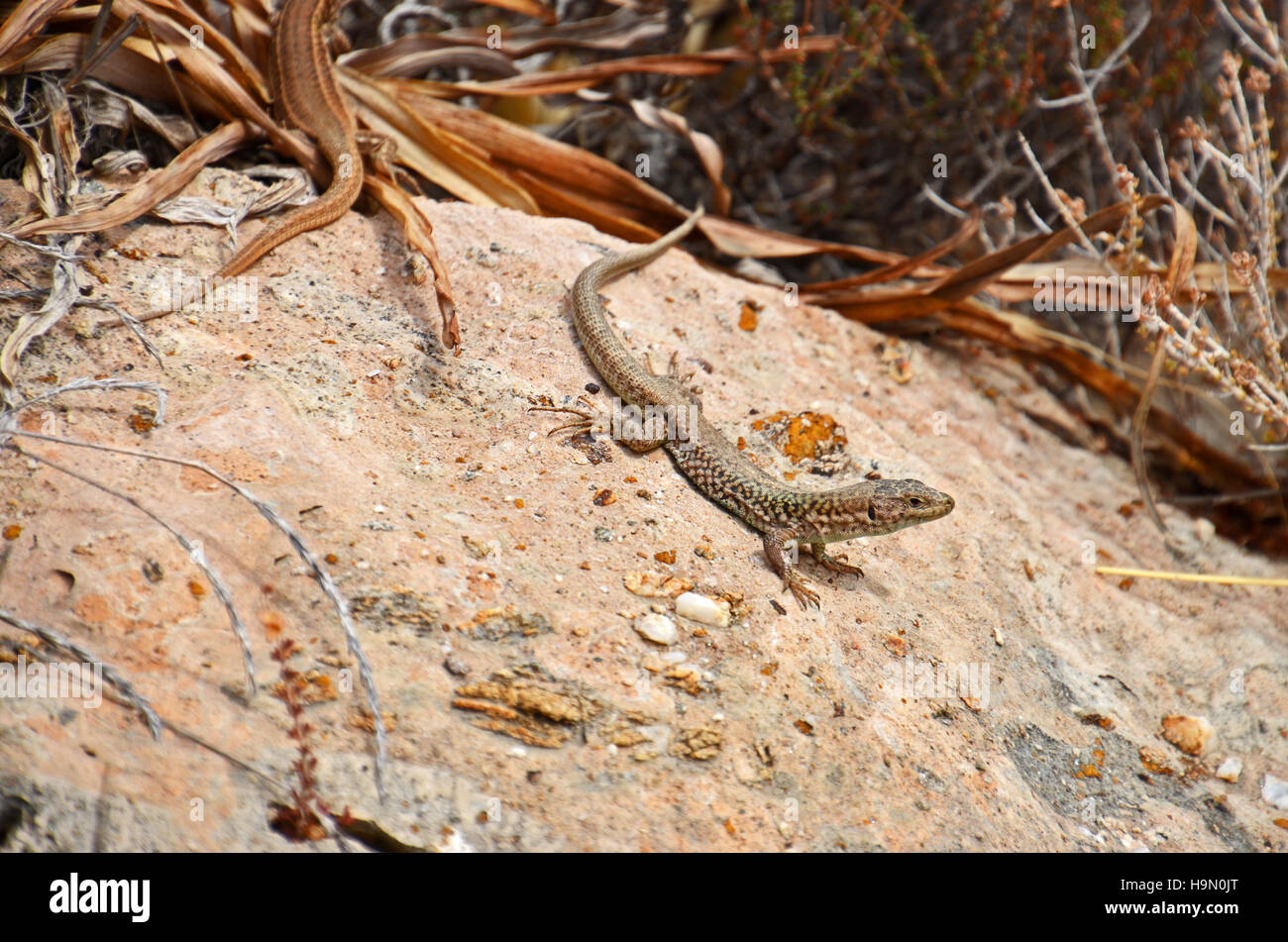 Lacertid High Resolution Stock Photography and Images - Alamy