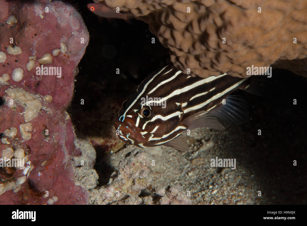 Sixstriped soapfish hi-res stock photography and images - Alamy