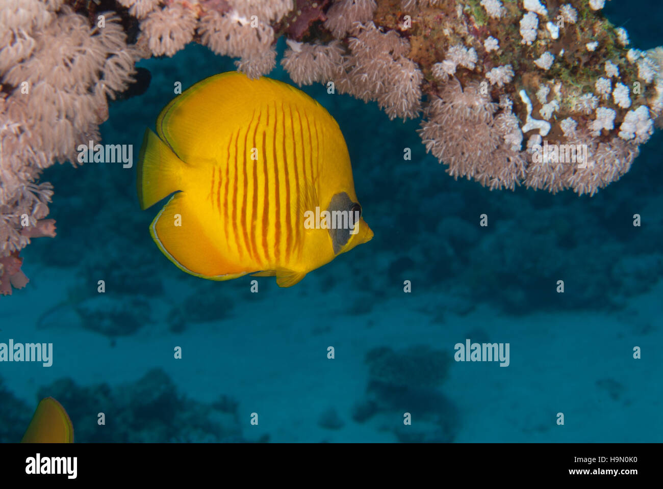 Bluecheek butterflyfish hi-res stock photography and images - Alamy