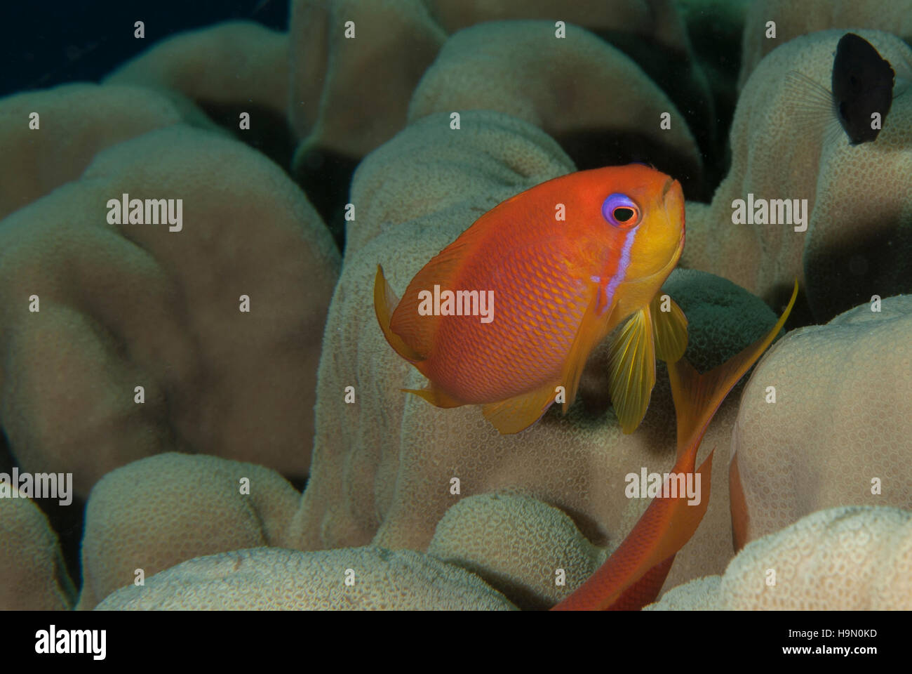 Goldia hi-res stock photography and images - Alamy