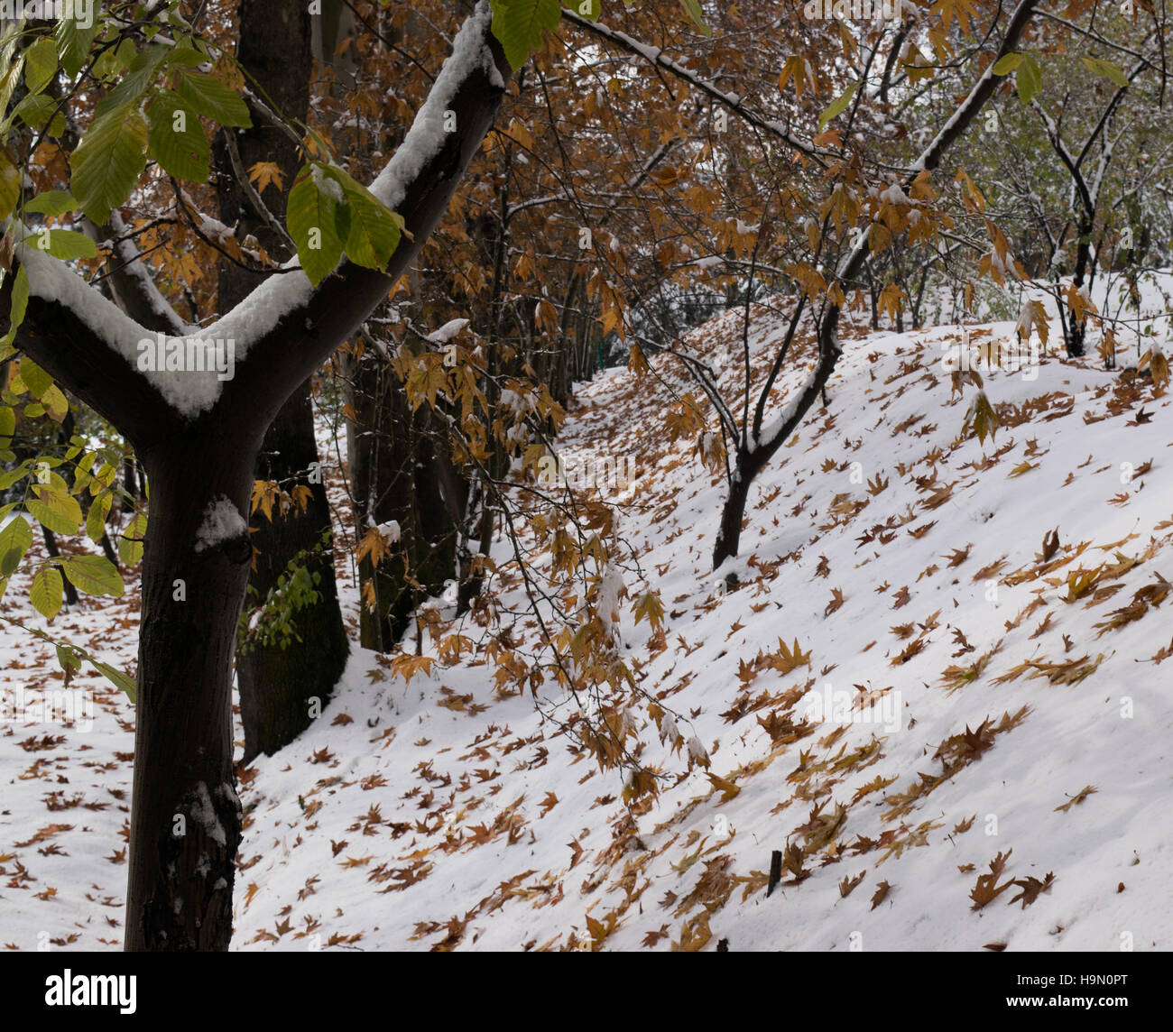Frozen garden hi-res stock photography and images - Alamy