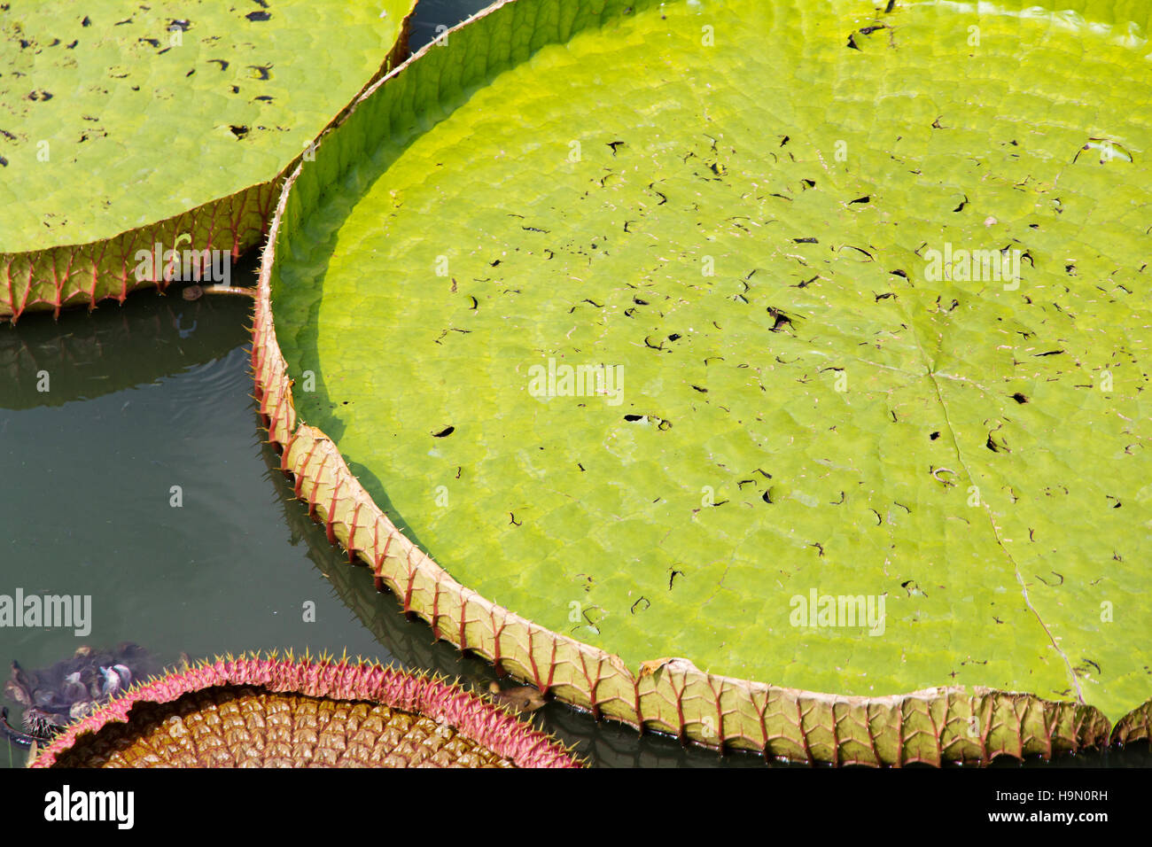 Large water platters hi-res stock photography and images - Alamy