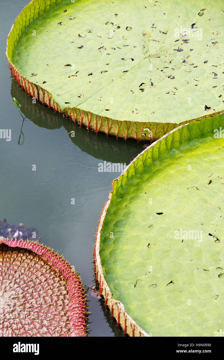 Large water platters hi-res stock photography and images - Alamy