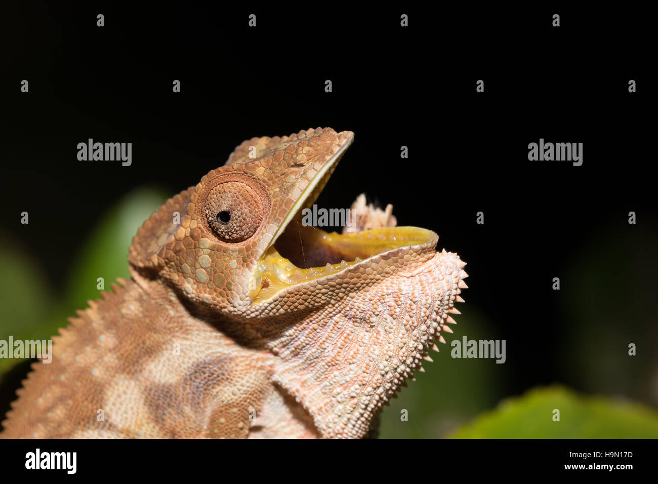 panther chameleon (Furcifer pardalis) Nocturnal photo of angry ...