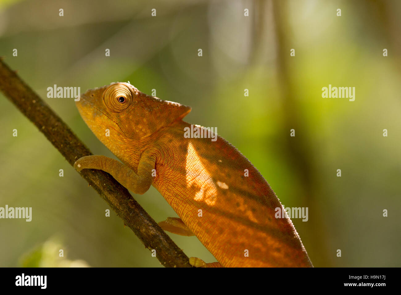 Parson's chameleon (Calumma parsonii) is a large species of chameleon ...