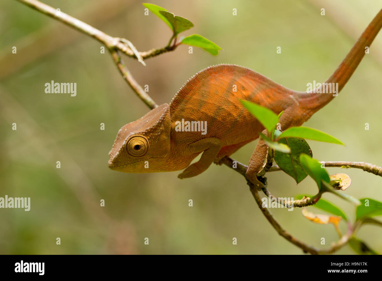 Parson's chameleon (Calumma parsonii) is a large species of chameleon ...