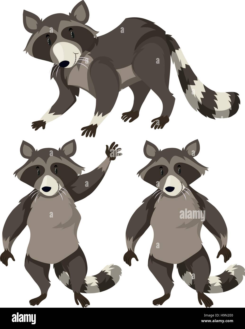 Raccoon series hi-res stock photography and images - Alamy