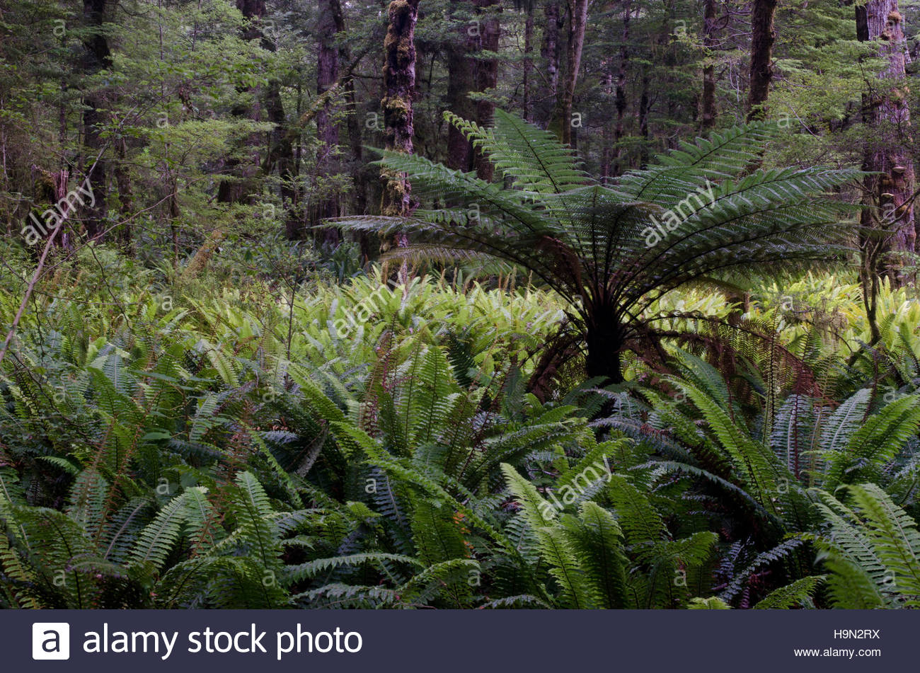 Blechnum Discolor High Resolution Stock Photography and Images - Alamy
