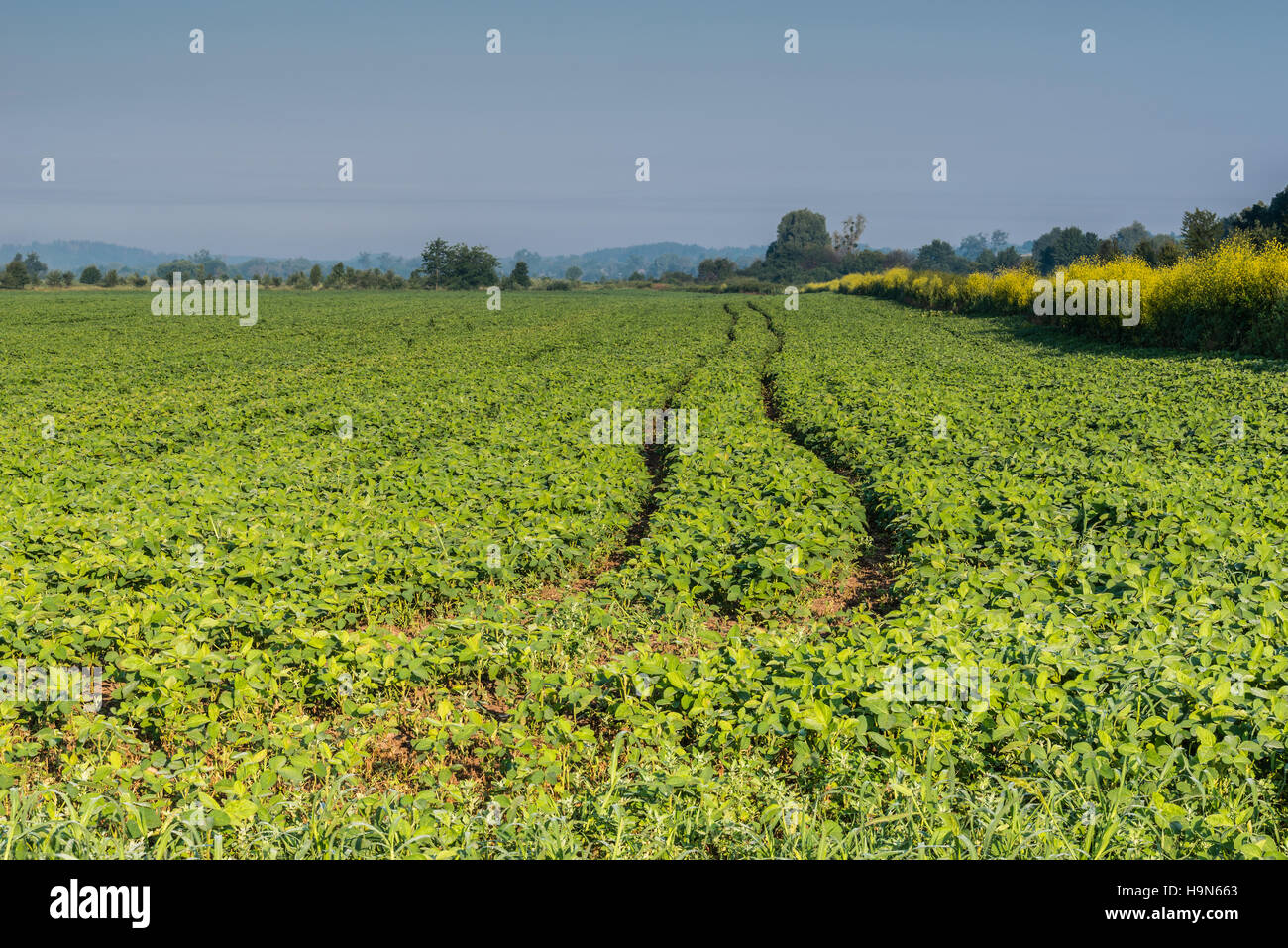 Beautiful view bean plants hi-res stock photography and images - Alamy