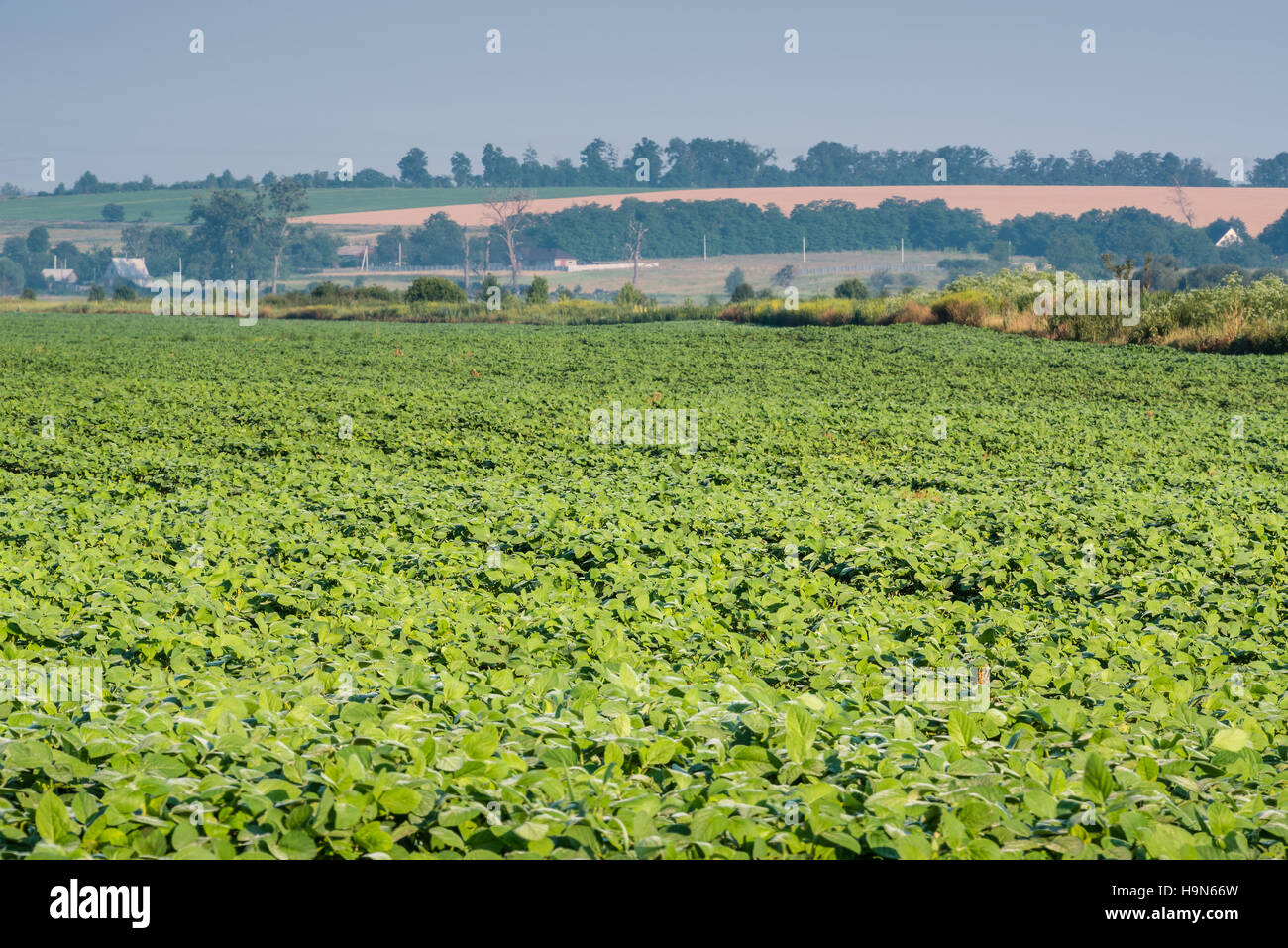 View of the bean field Stock Photo - Alamy