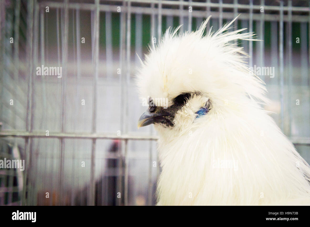 Chicken exhibition hi-res stock photography and images - Alamy