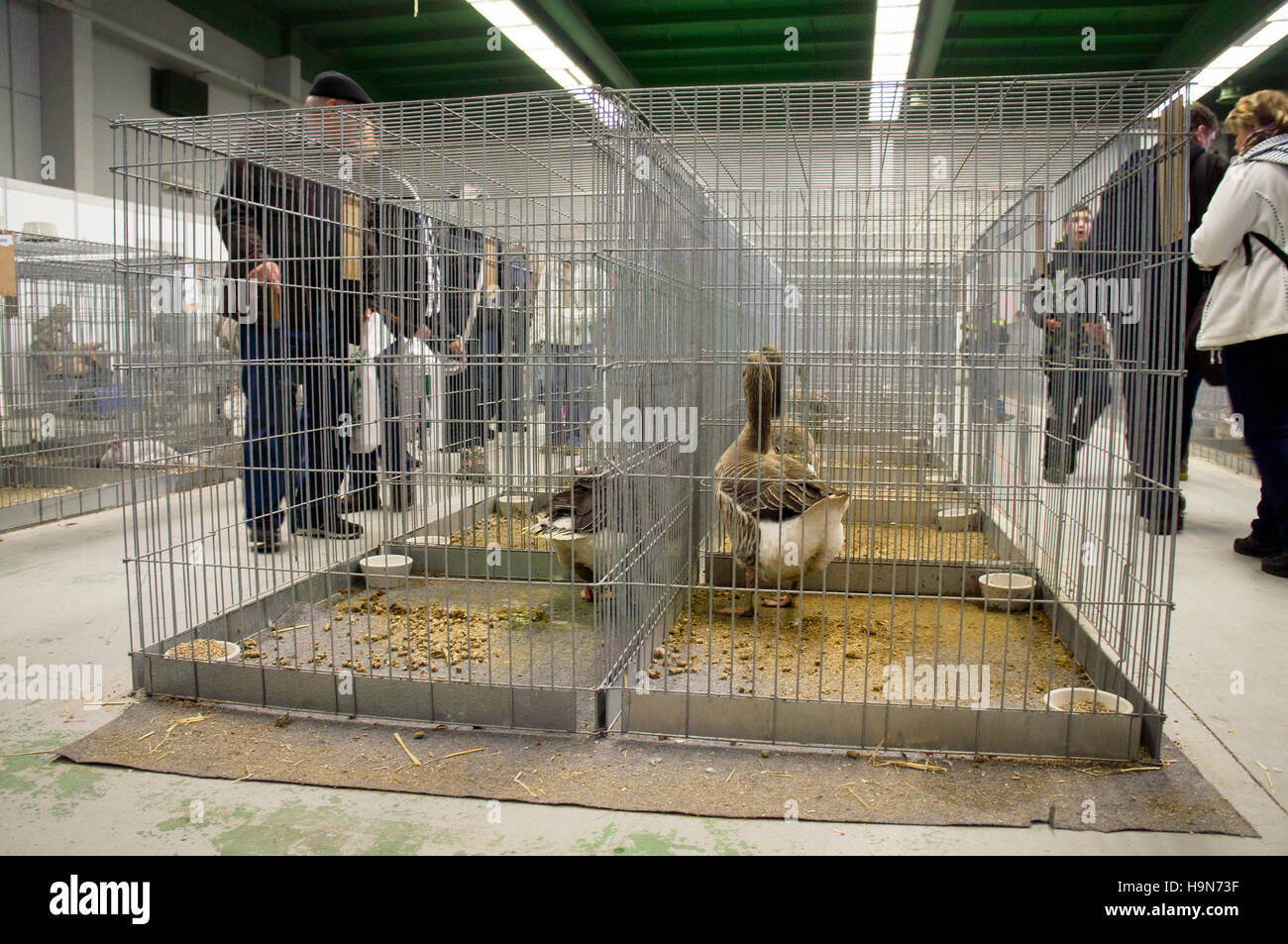 National exhibition of farming animals Chovatel 2016 (Animal breeding ...