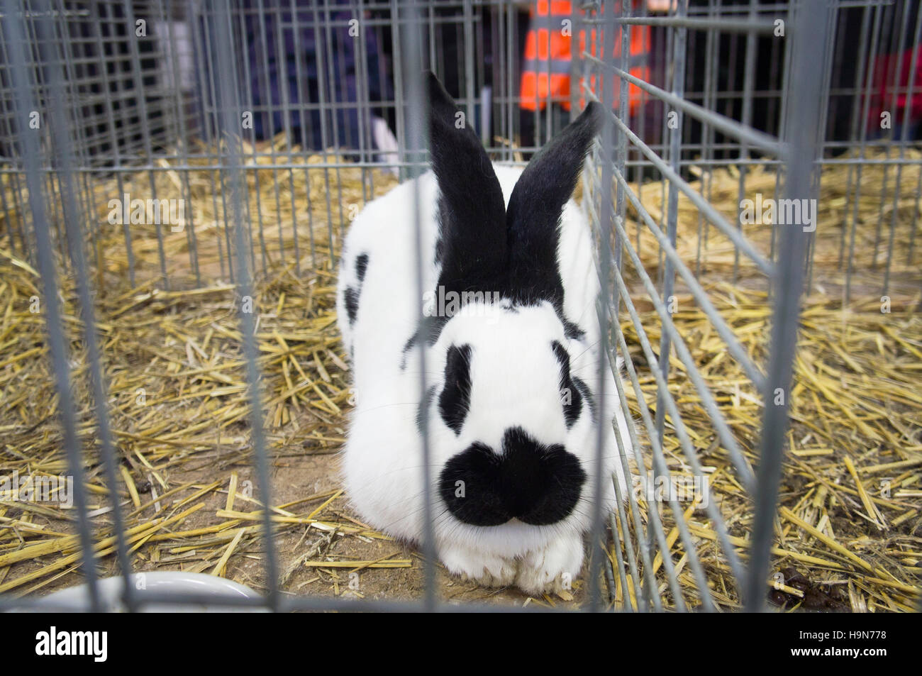 National exhibition of farming animals Chovatel 2016 (Animal breeding ...