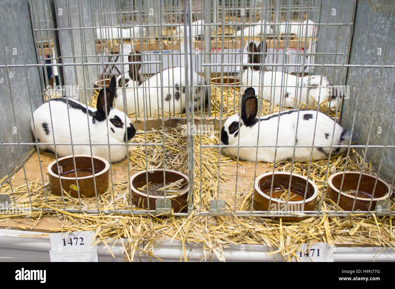 National exhibition of farming animals Chovatel 2016 (Animal breeding ...