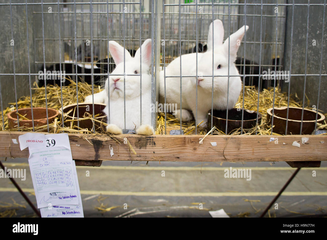 National exhibition of farming animals Chovatel 2016 (Animal breeding ...
