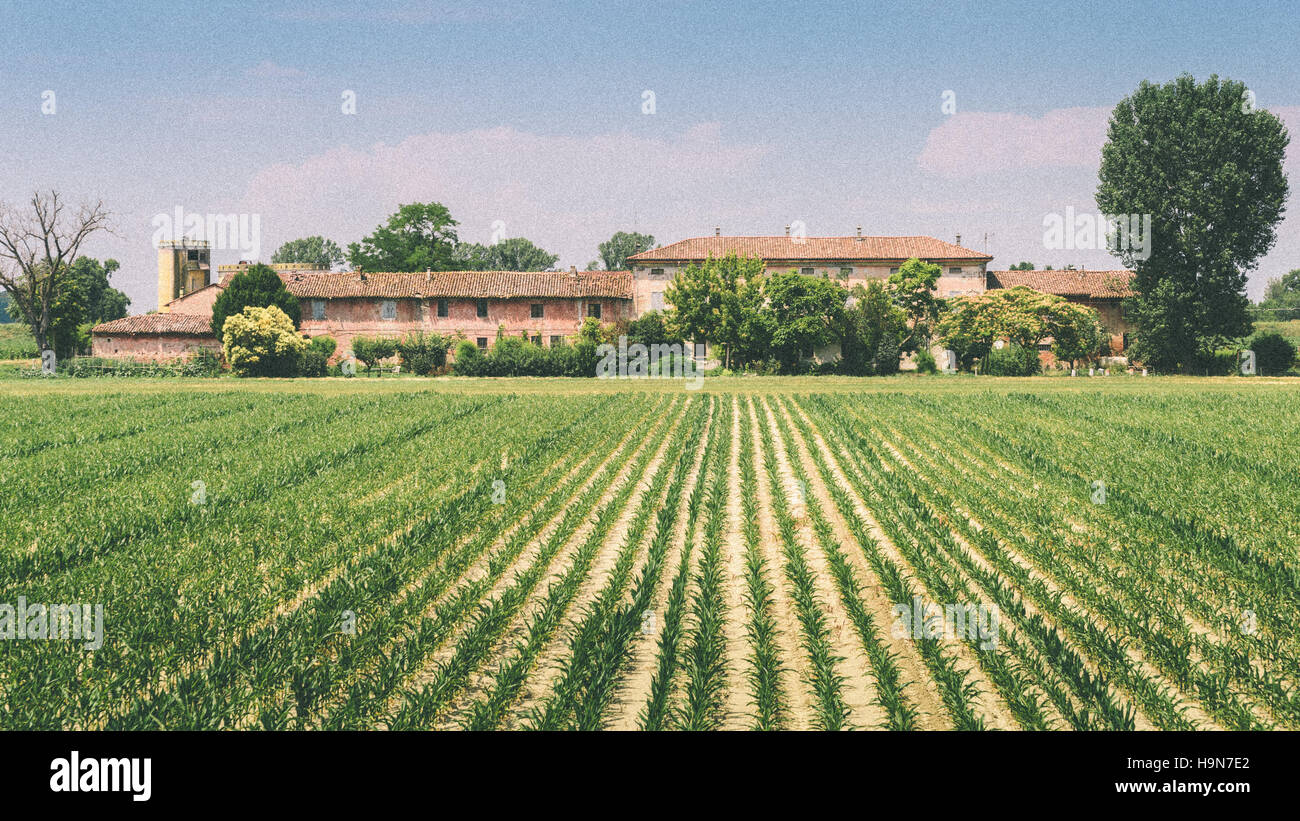 Wheat fields in Italy Stock Photo - Alamy