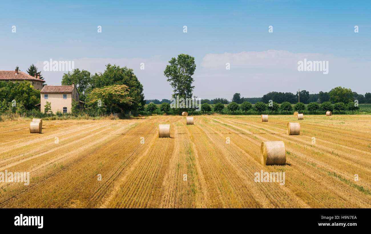 Wheat fields in Italy Stock Photo - Alamy