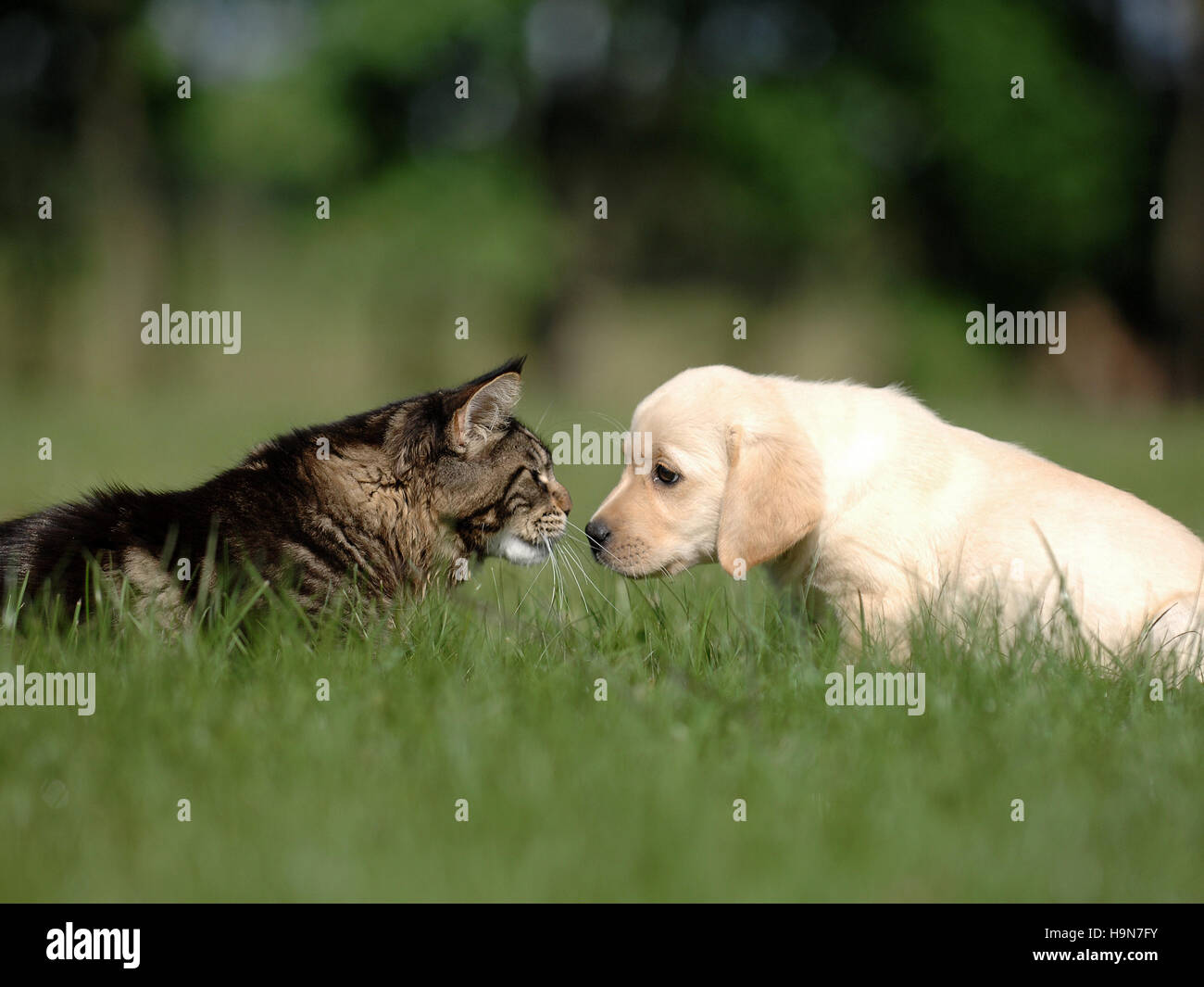 dog and cat meet, friendship Stock Photo - Alamy
